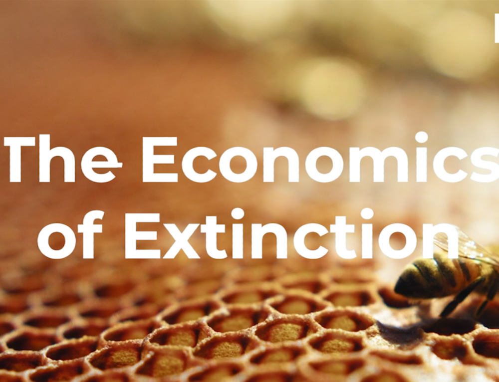 The Economics of Extinction: Insects - btcn asia